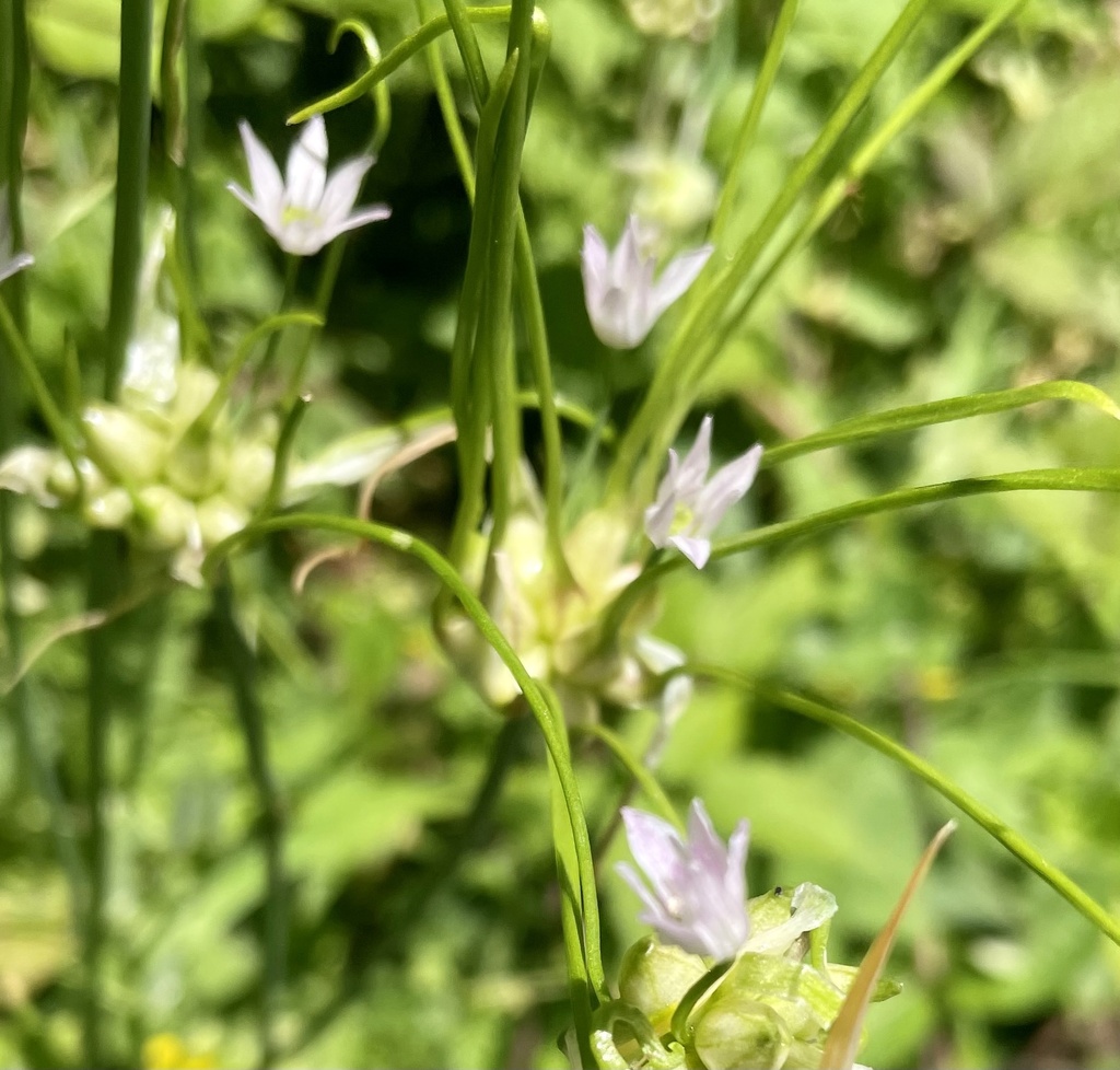 Canadian Meadow garlic from Blue Heron Nature Preserve, Atlanta, GA, US ...