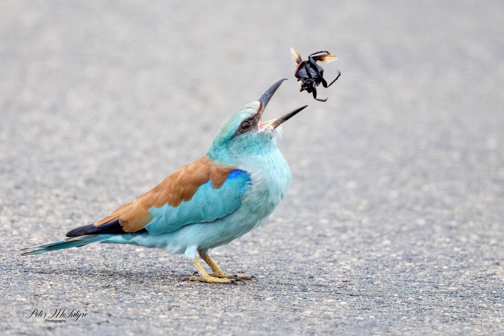 European Roller from Ehlanzeni District Municipality, South Africa on ...