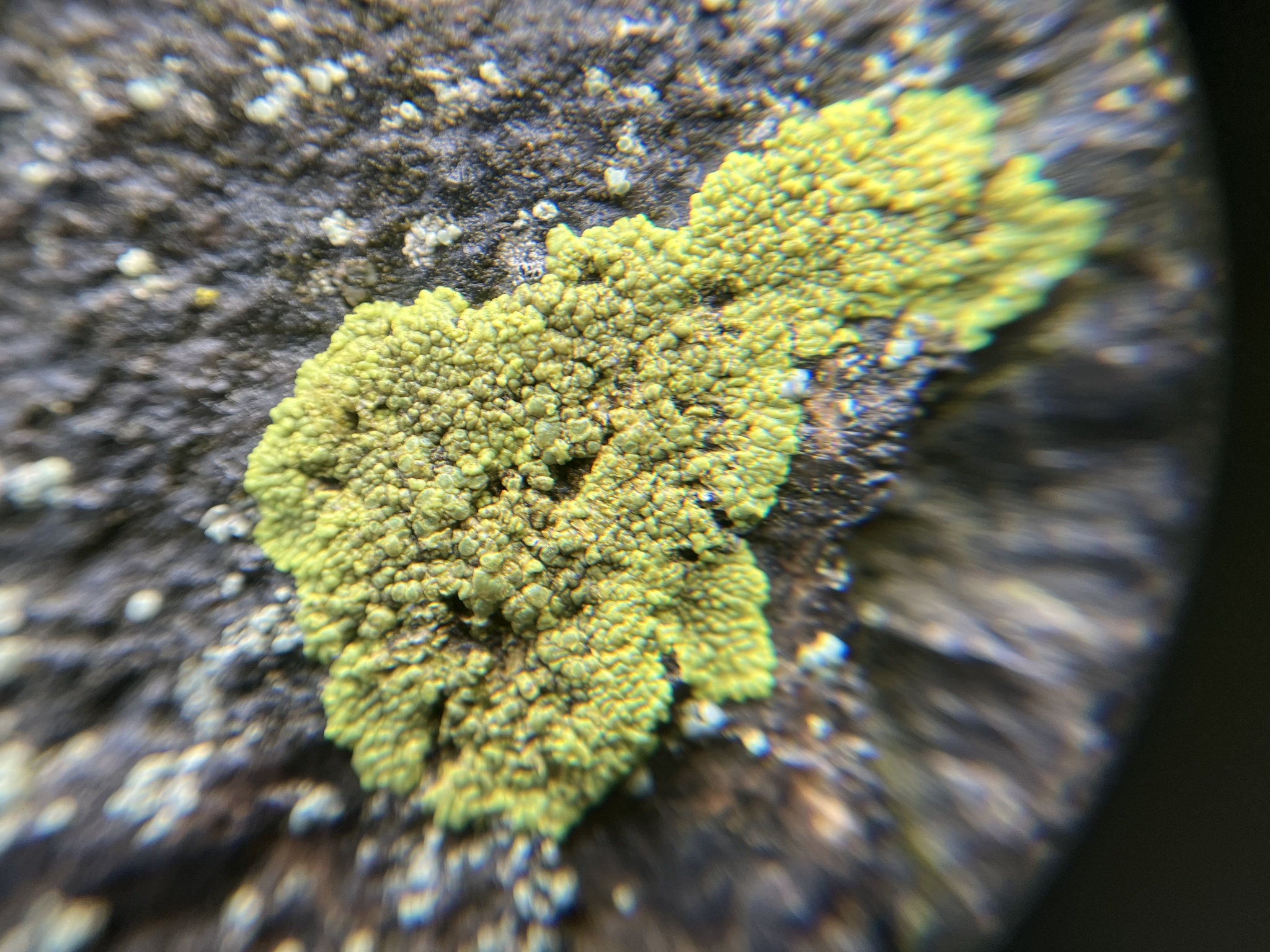 Pleopsidium flavum (Trevis.) Körb.