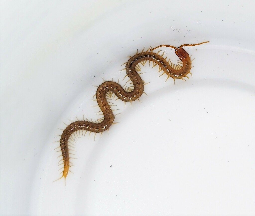 Diamondback Soil Centipede from Dungannon, VA 24245, USA on April 25 ...