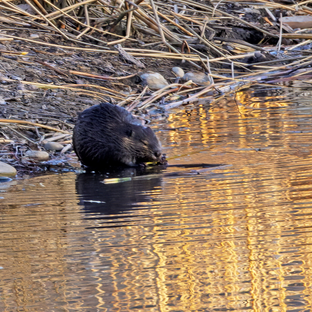 American Beaver from Wetlands at Hwy 64 and Hwy13 on April 29, 2023 at ...