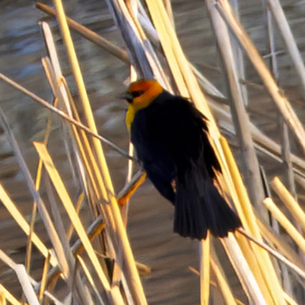 Yellow-headed Blackbird from Wetlands at Hwy 64 and Hwy13 on April 29 ...