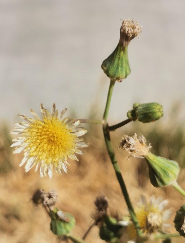 Common Sow-thistle from 20 de Noviembre II, 34304 Durango, Dgo., México ...