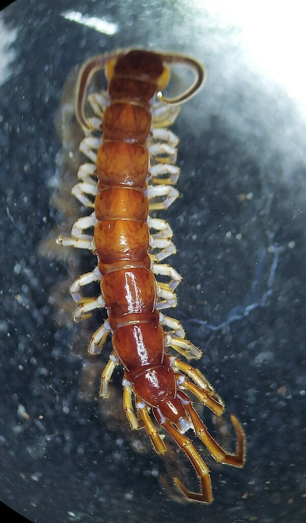 Brown Centipede from Saltville, VA, USA on April 25, 2023 at 04:38 PM ...