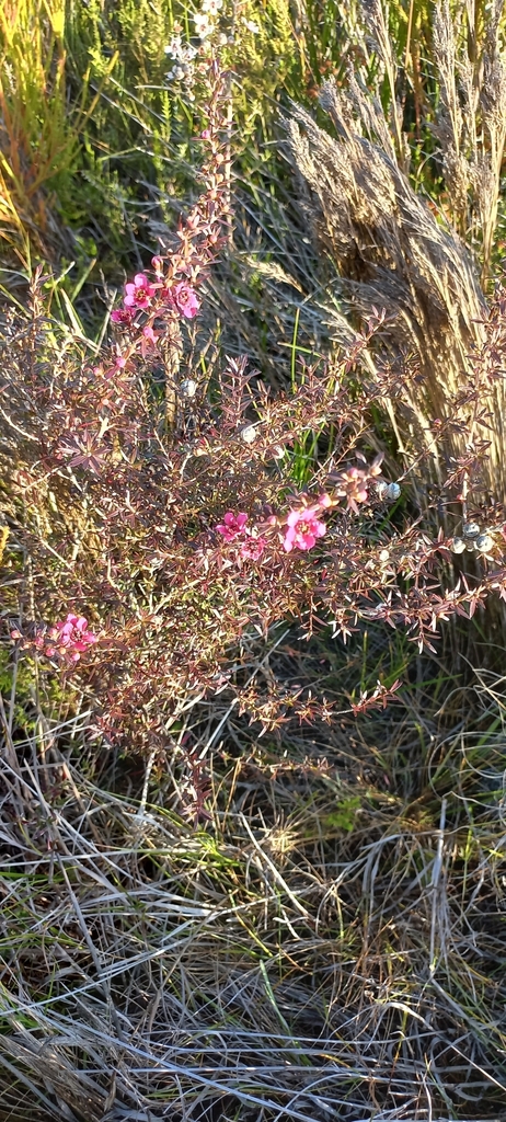 Manuka from Betty's Bay, 7141, South Africa on April 30, 2023 at 04:22 ...