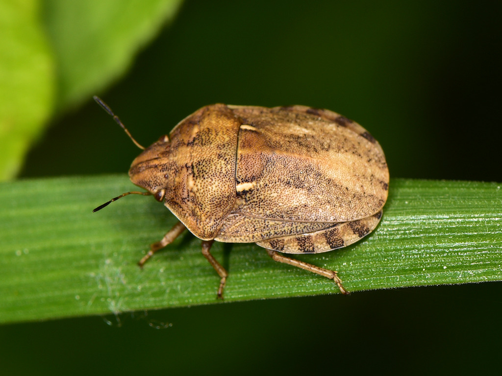 Eurygaster maura (Linnaeus, 1758)