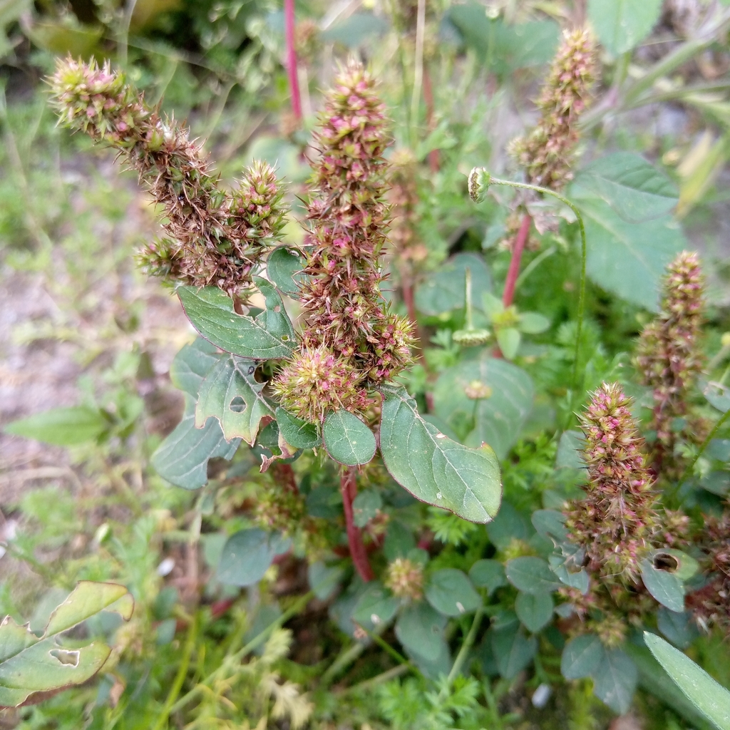 Smooth Pigweed from San Antonio, Ecuador on April 30, 2023 at 03:16 PM ...