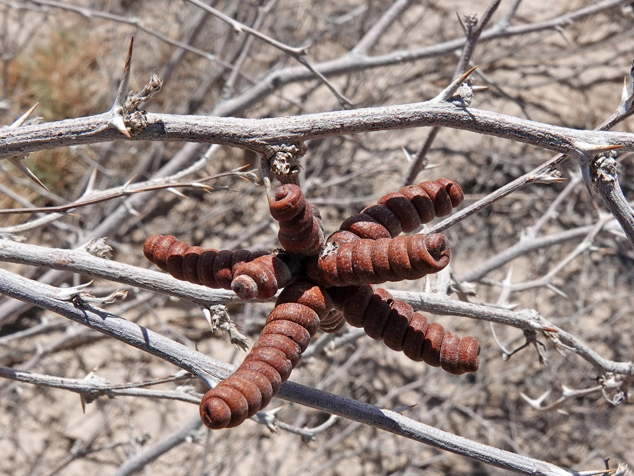 Prosopis pubescens Benth.