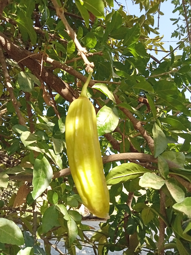 cuachilote from 80705 Sin., México on April 29, 2023 at 03:56 PM by ...