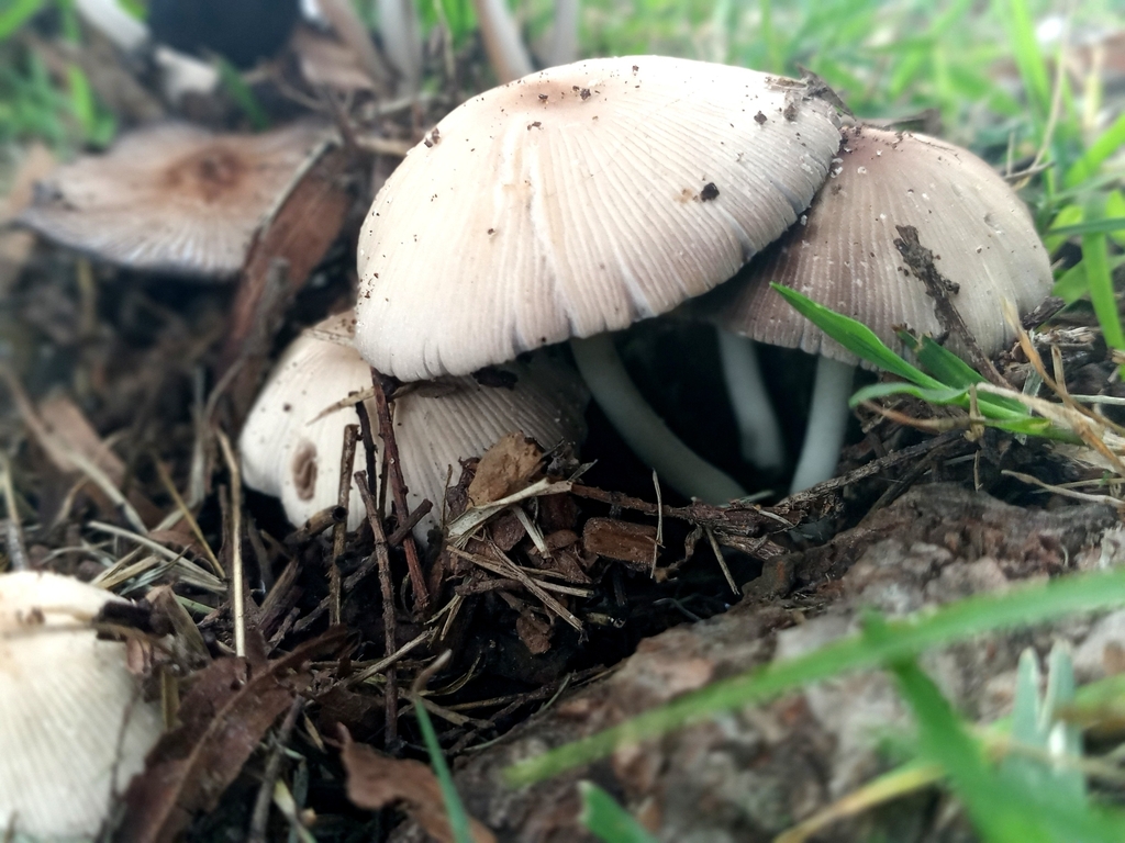 Coprinaceae from B1641, Provincia de Buenos Aires, Argentina on April ...