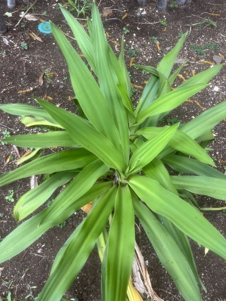 Mauritius hemp from Oʻahu, Honolulu, HI, US on April 17, 2023 at 11:46 ...