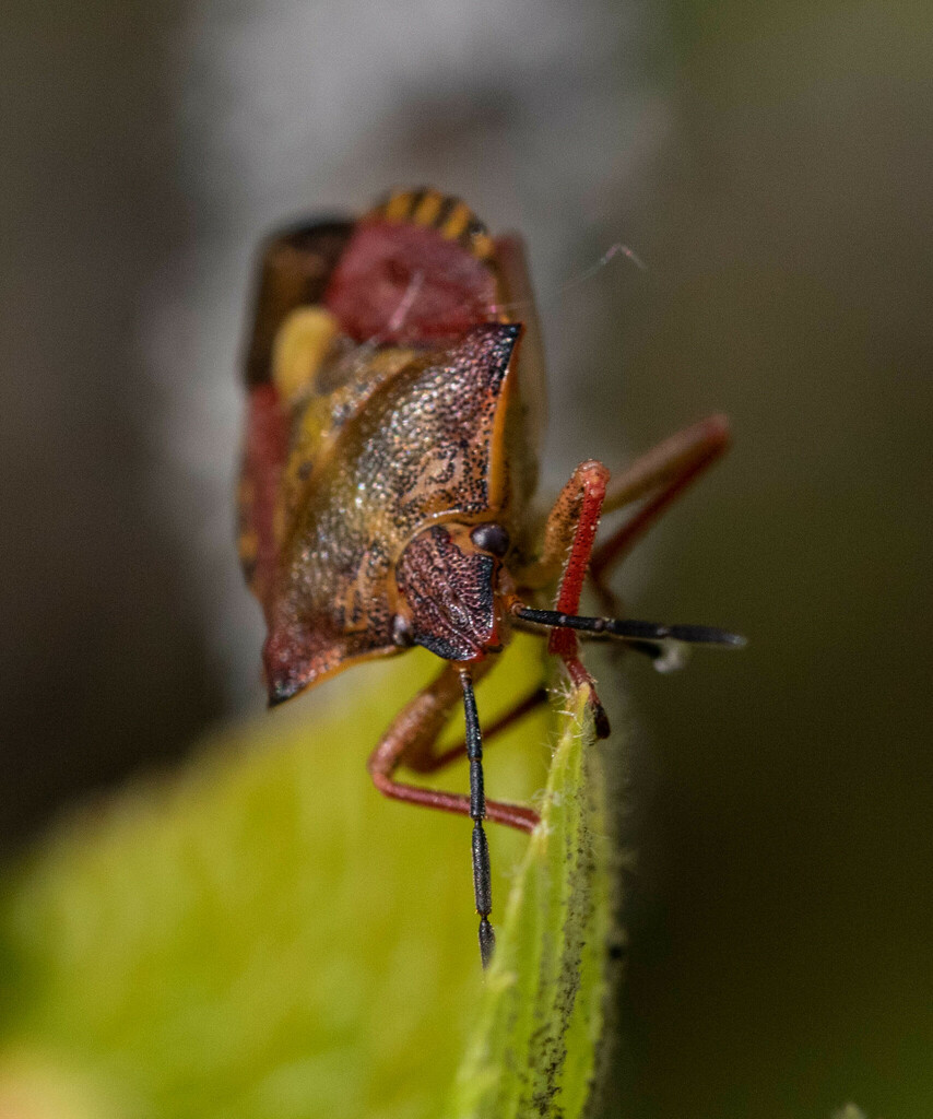 Black-shouldered Shieldbug from Dudelange, Luxembourg on April 30, 2023 ...