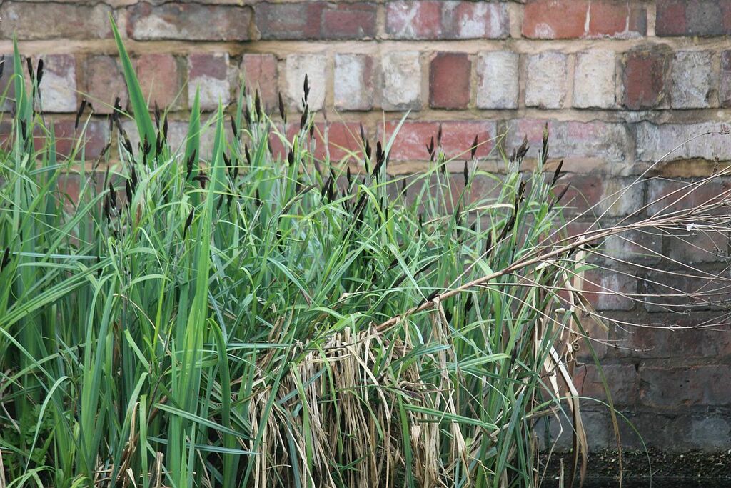lesser pond sedge from Dudley, UK on April 29, 2023 at 04:01 PM by ...
