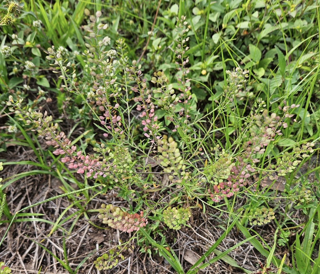 Virginia pepperweed from University Dr & Southgate Blvd, Tamarac, FL ...