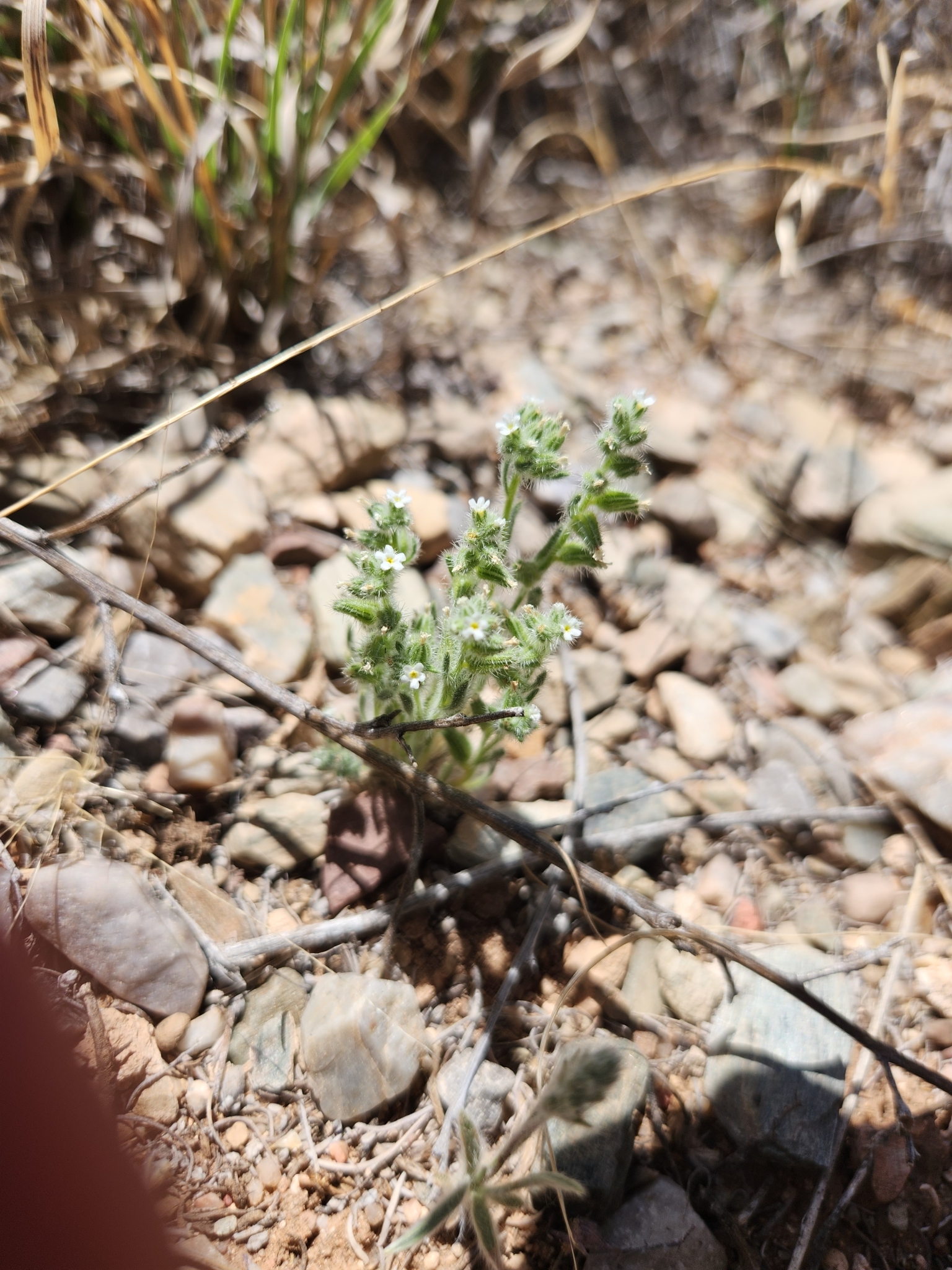 Cryptantha crassisepala (Torr. & Gray) Greene