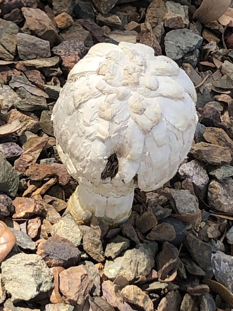 Agaricus evertens from Prescott National Forest, Cottonwood, AZ, US on ...