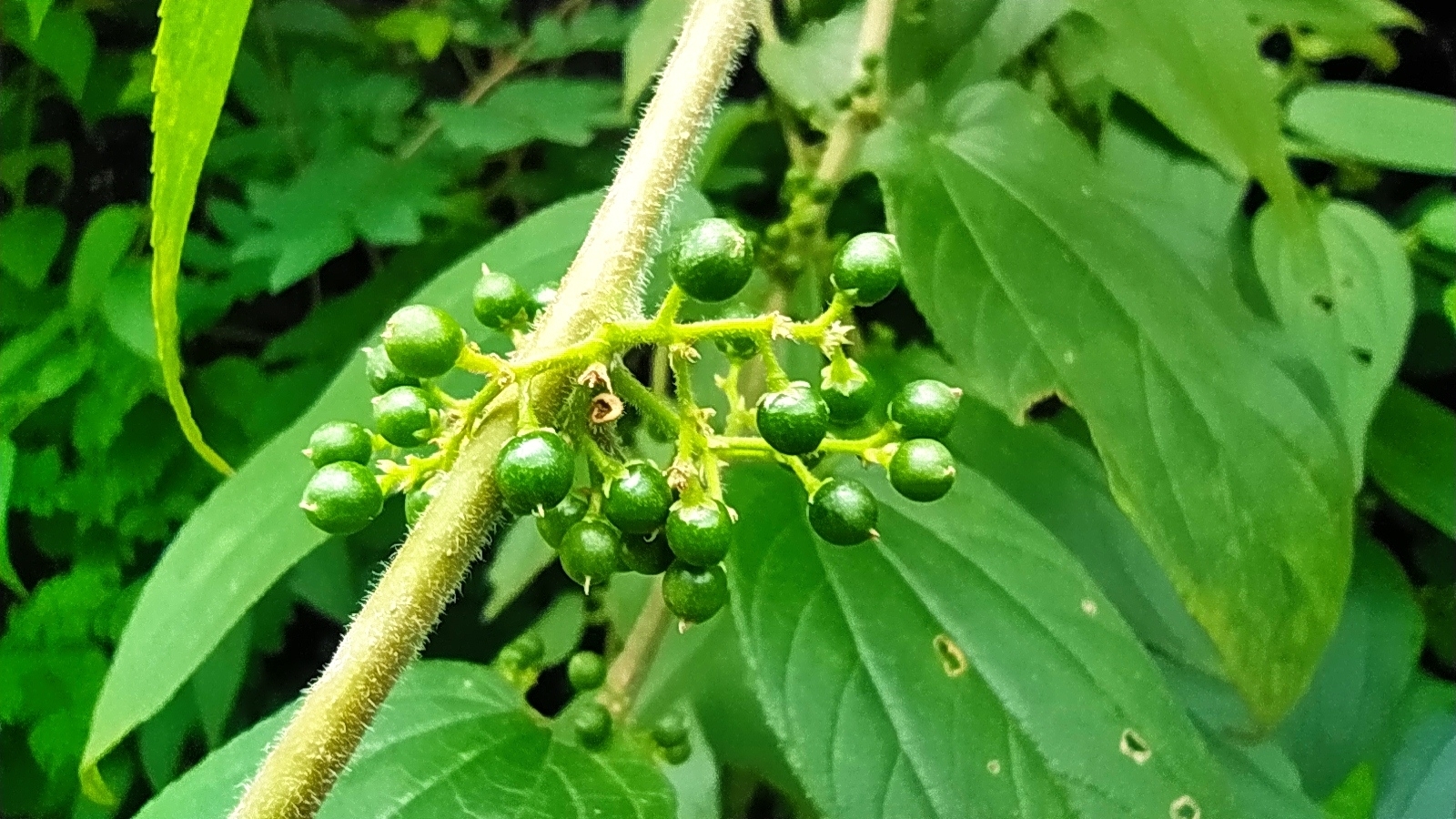 Trema micrantha (L.) Blume