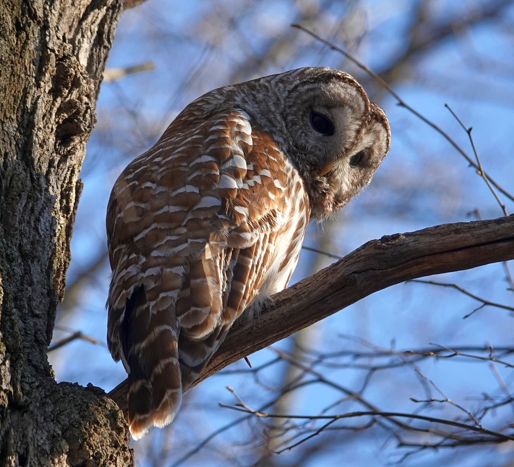 Barred Owl from Greenbelt, Ottawa, ON, Canada on April 12, 2023 at 05: ...