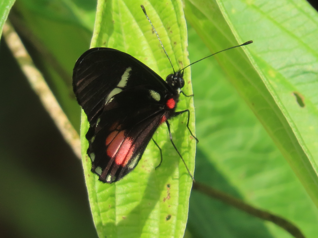 cattleheart white from Bugaba, Panamá on April 30, 2023 at 09:26 AM by ...