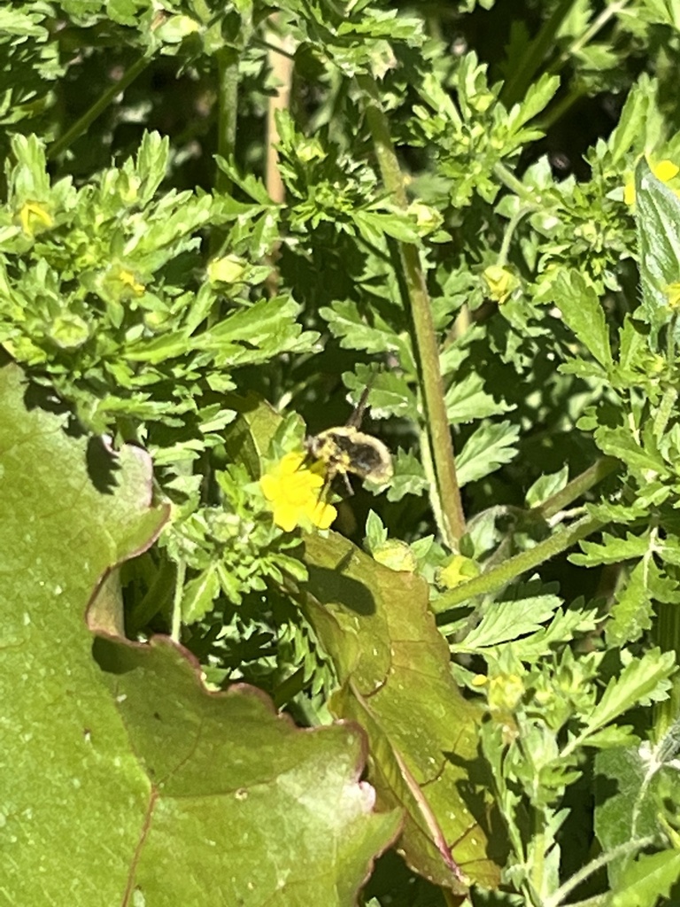 Bombyliini from Augusta, MO, US on April 29, 2023 at 03:02 PM by Joshua ...