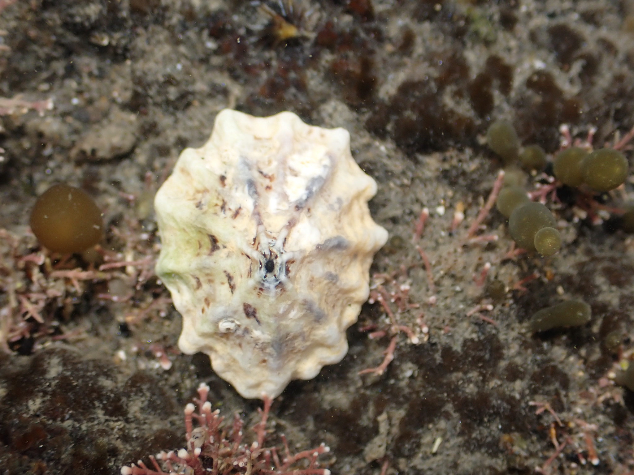 Patelloida corticata (F.W.Hutton, 1880)