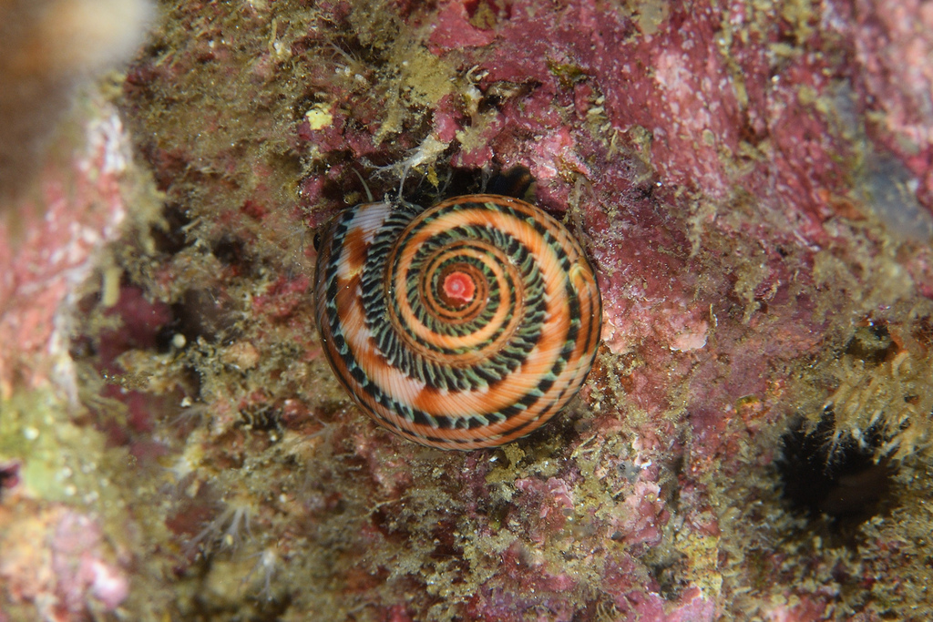Tapestry Turban Snail from Papua New Guinea on March 17, 2023 at 08:25 ...