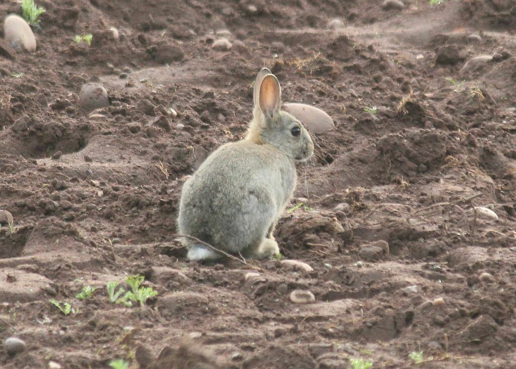European Rabbit from Stourbridge, UK on April 30, 2023 at 07:23 AM by ...