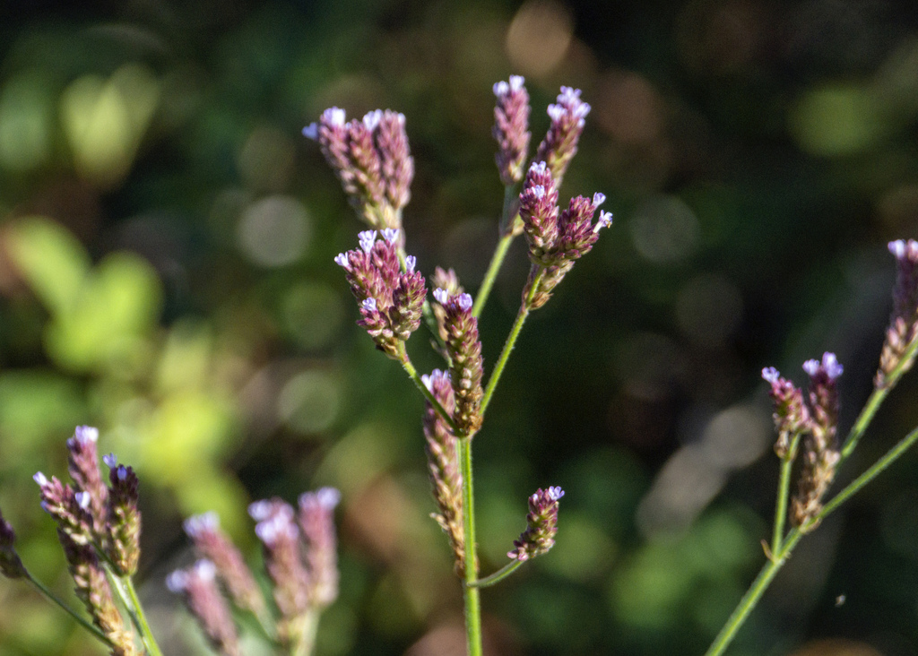 Brazilian Vervain from Shadow Creek Ranch, Pearland, TX, USA on April 30, 2023 at 08:56 AM by ...