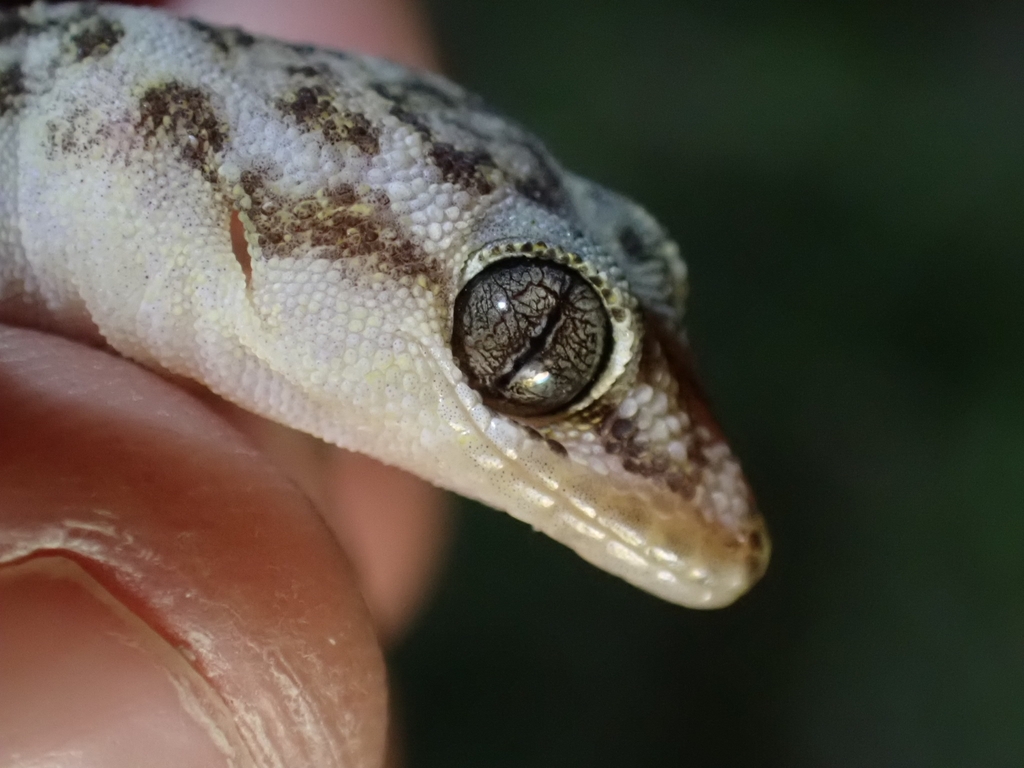 Peninsular Leaf-toed Gecko from Ocotillo, CA 92259, USA on April 28 ...