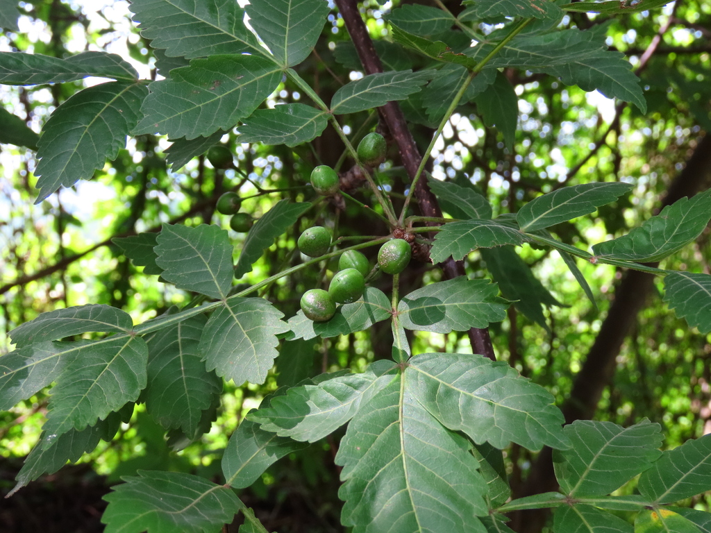 Incense tree (Bursera graveolens) - Botanical Realm