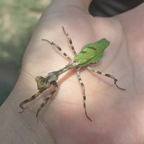 Peruvian Stick Mantis (Guide to Unicorn Mantises (Tribe Vatini ...