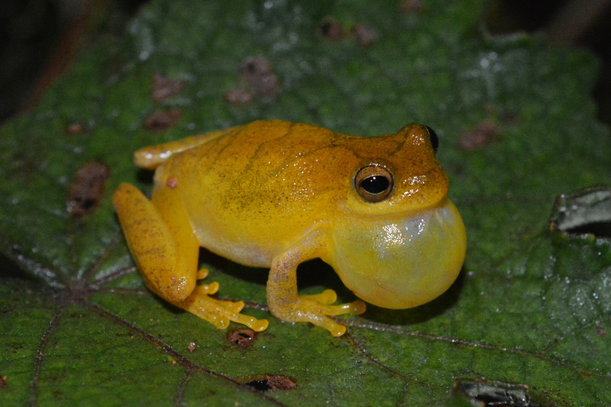 Dendropsophus minutus (Peters, 1872)