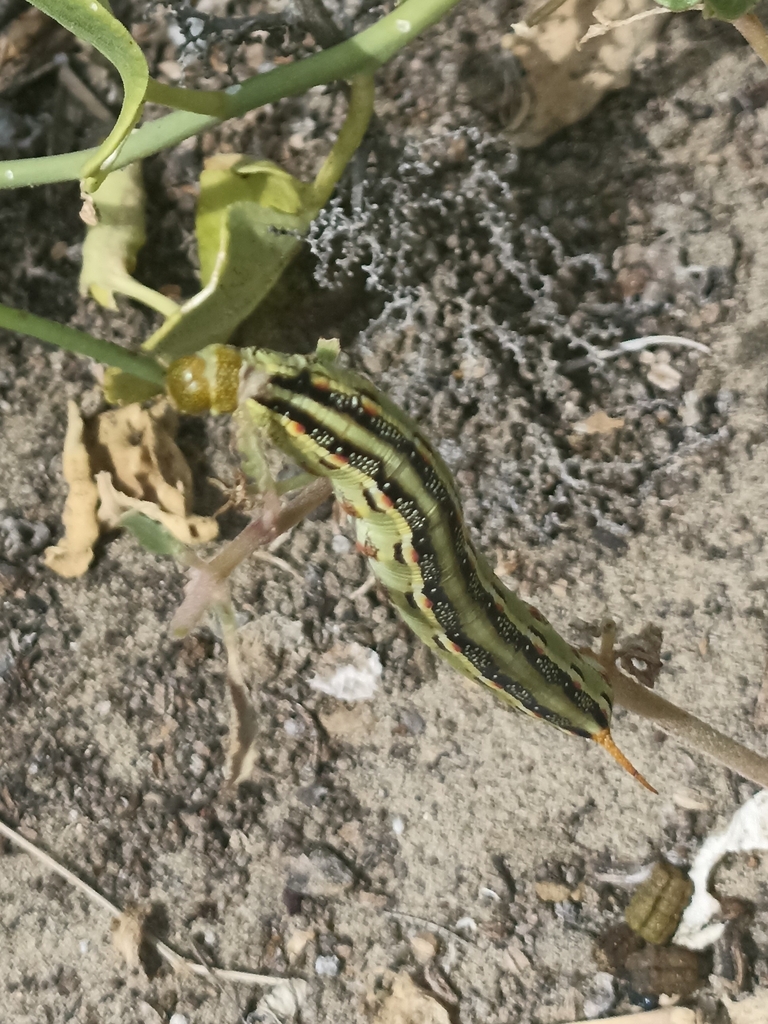 White-lined Sphinx from 73PX+MX4, Lambayeque 14013, Perú on April 29 ...
