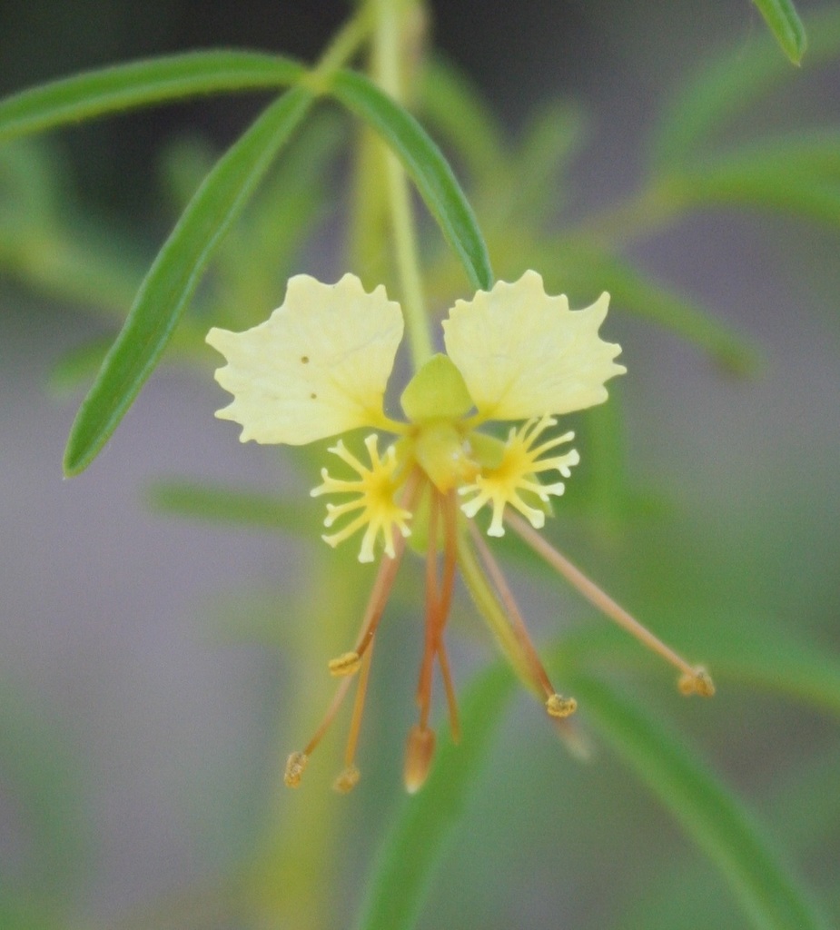 Large Clammyweed (Polanisia erosa) - Botanical Realm