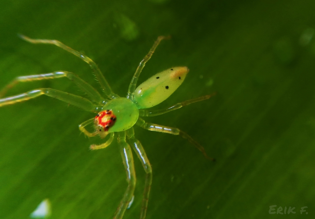 Translucent Green Jumping Spiders from Guaçuí on April 30, 2023 at 04: ...