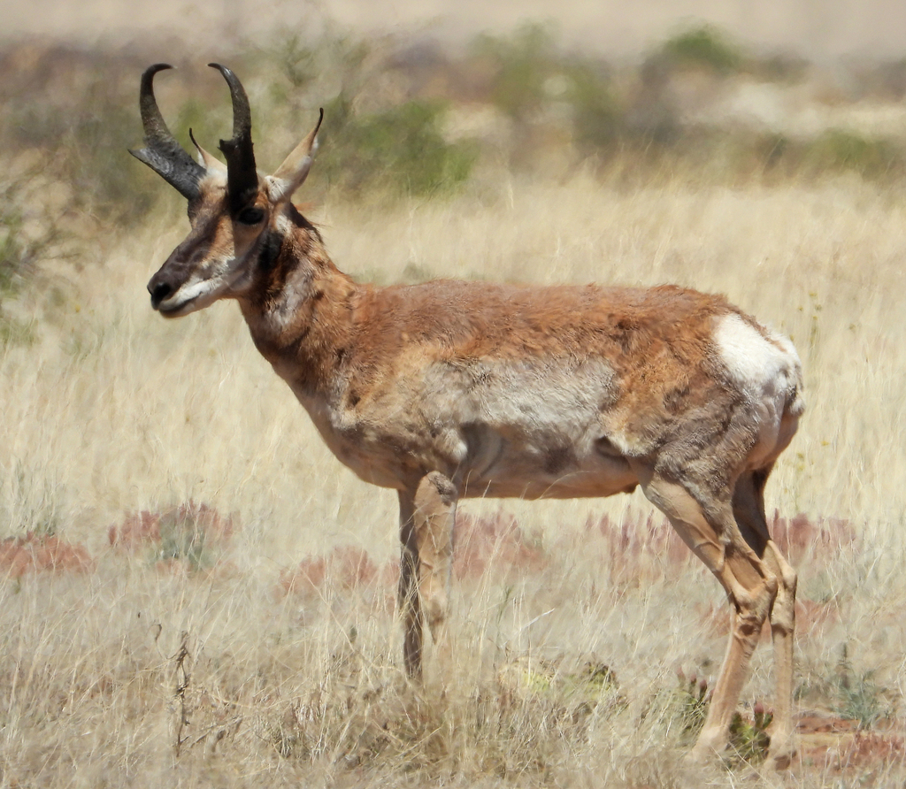 Pronghorn from Brewster County, TX, USA on April 30, 2023 at 02:10 PM ...