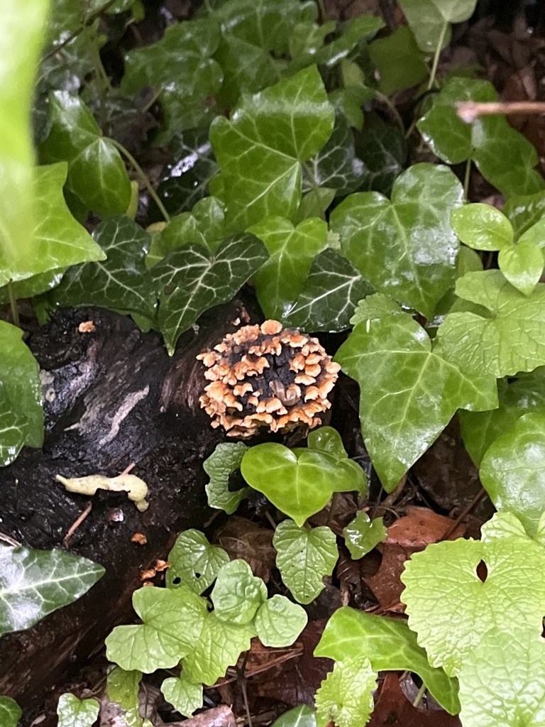 crowded parchment from Poplar Dr, Philadelphia, PA, US on April 30 ...