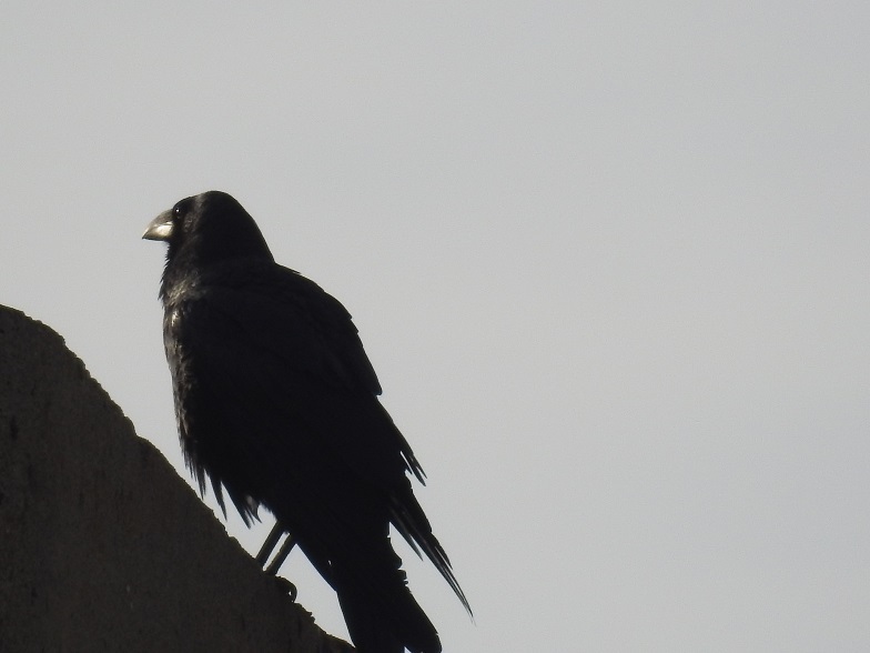 Common Raven in October 2018 by Karim Haddad · iNaturalist