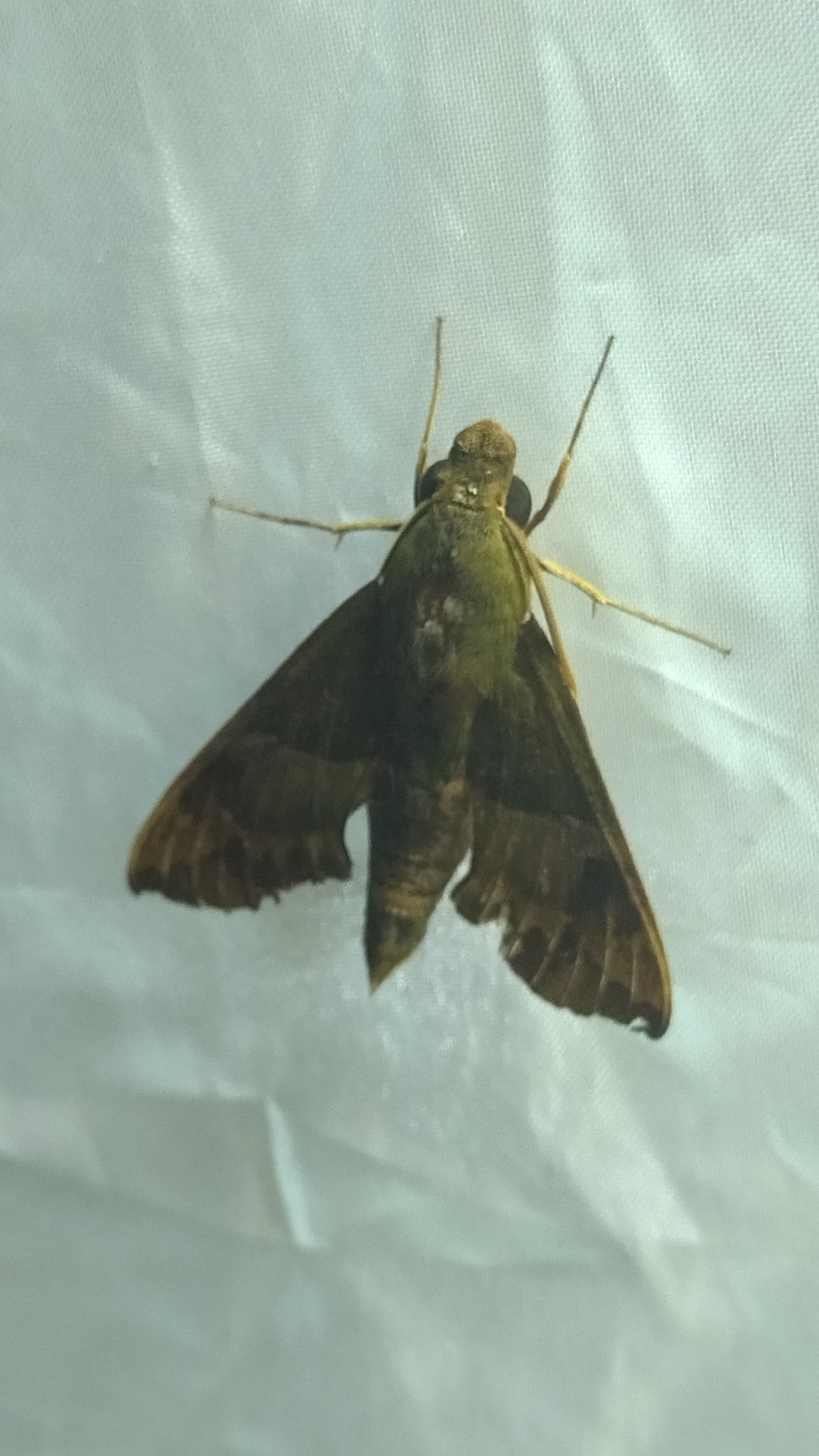 Angonyx testacea Walker, 1856