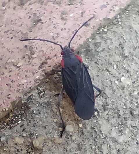 Red-shouldered Bug from Puerto Angel on April 30, 2023 at 12:48 PM by ...