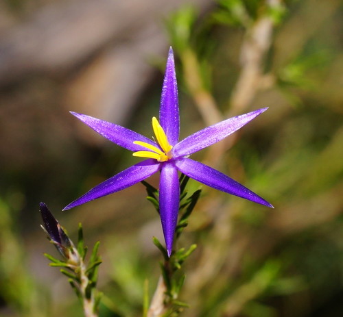 Blue Tinsel-Lily (Calectasia intermedia) · iNaturalist