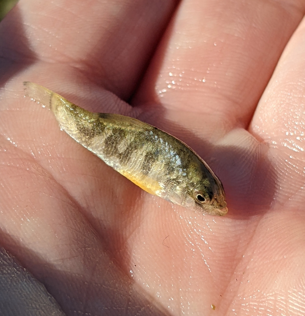 Sheepshead Minnow from Laguna Park, TX 76634, USA on April 30, 2023 at ...
