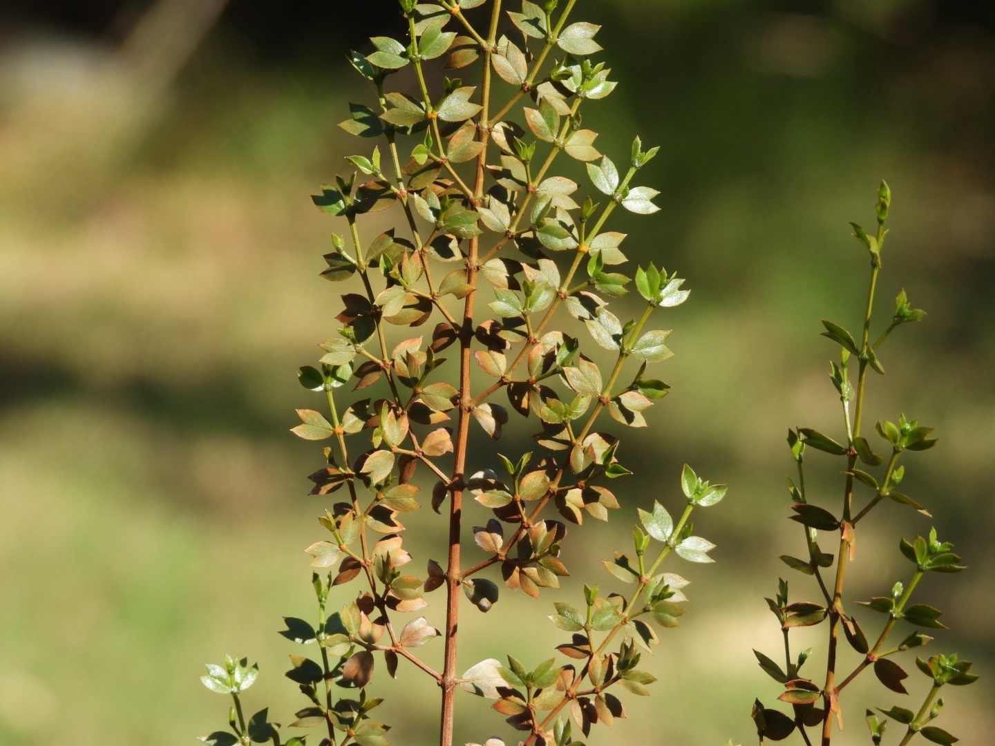 Larrea cuneifolia Cav.