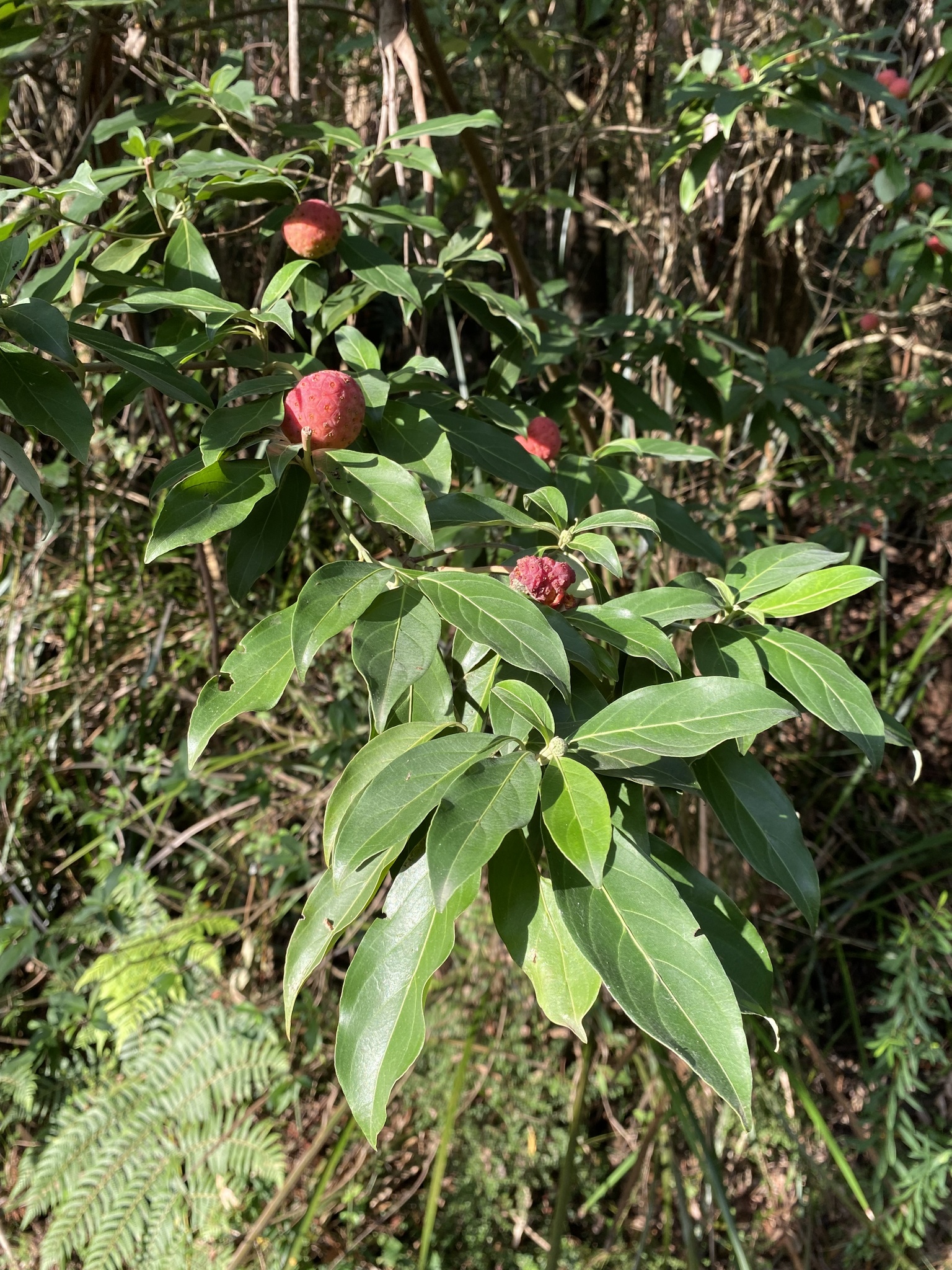Cornus capitata Wall.