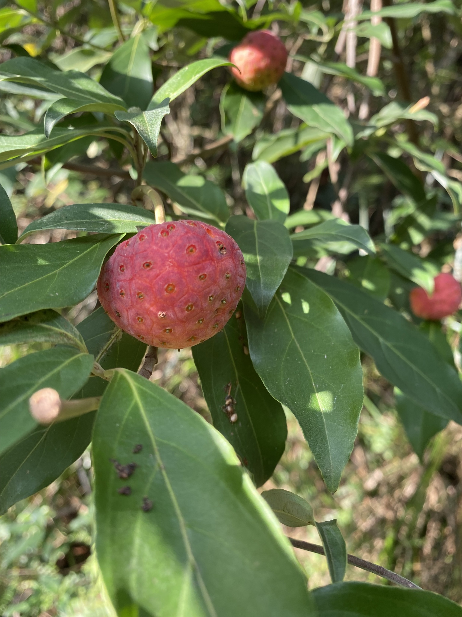 Cornus capitata Wall.