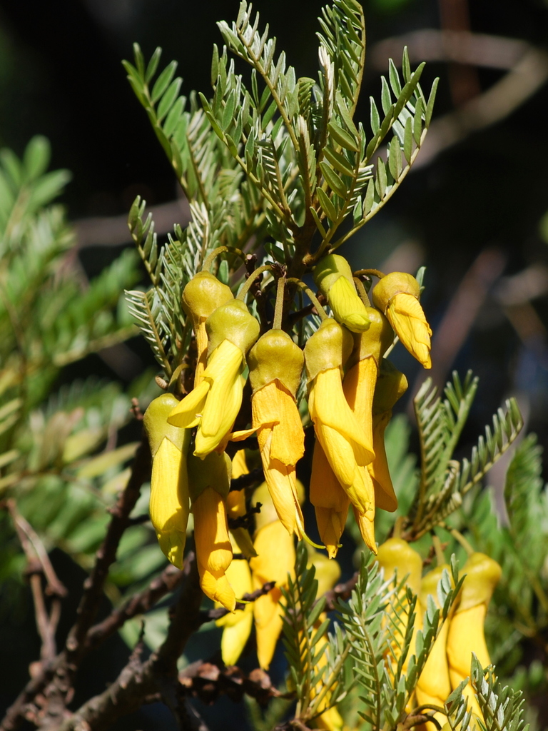 Large-leaved kowhai (Sophora tetraptera) - Botanical Realm