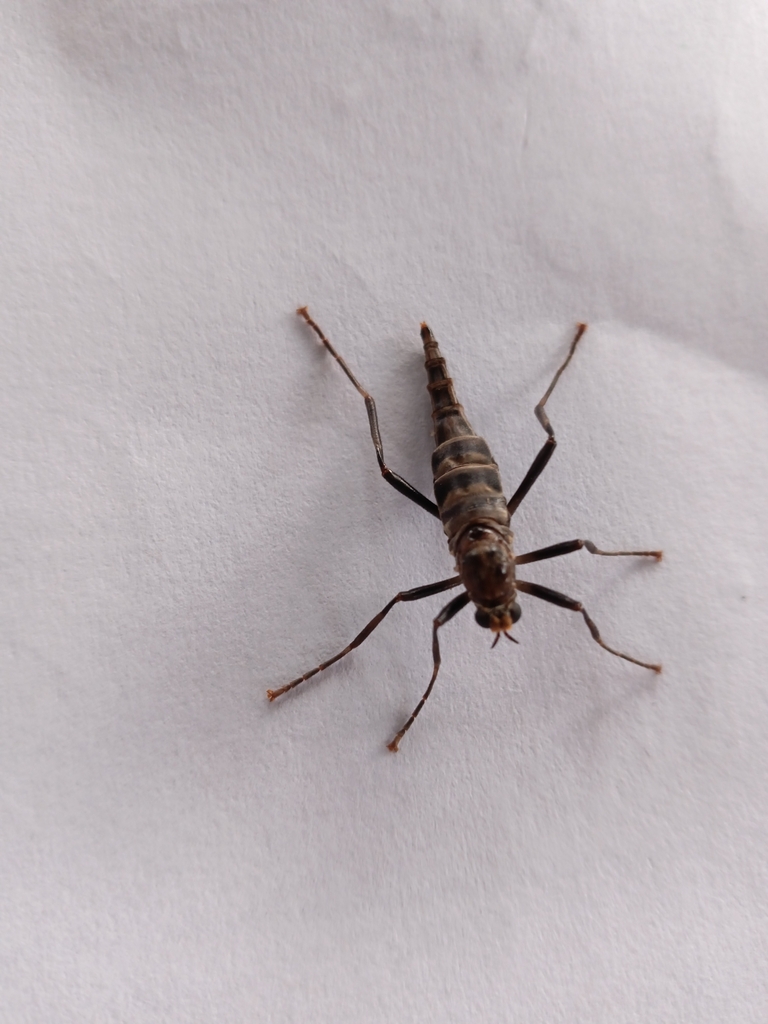 Australian Wingless Soldier Fly from Tootgarook VIC 3941, Australia on ...