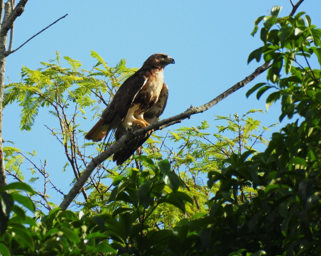 Red-tailed Hawk from Sabana Llana Sur, San Juan, Puerto Rico, San Juan ...