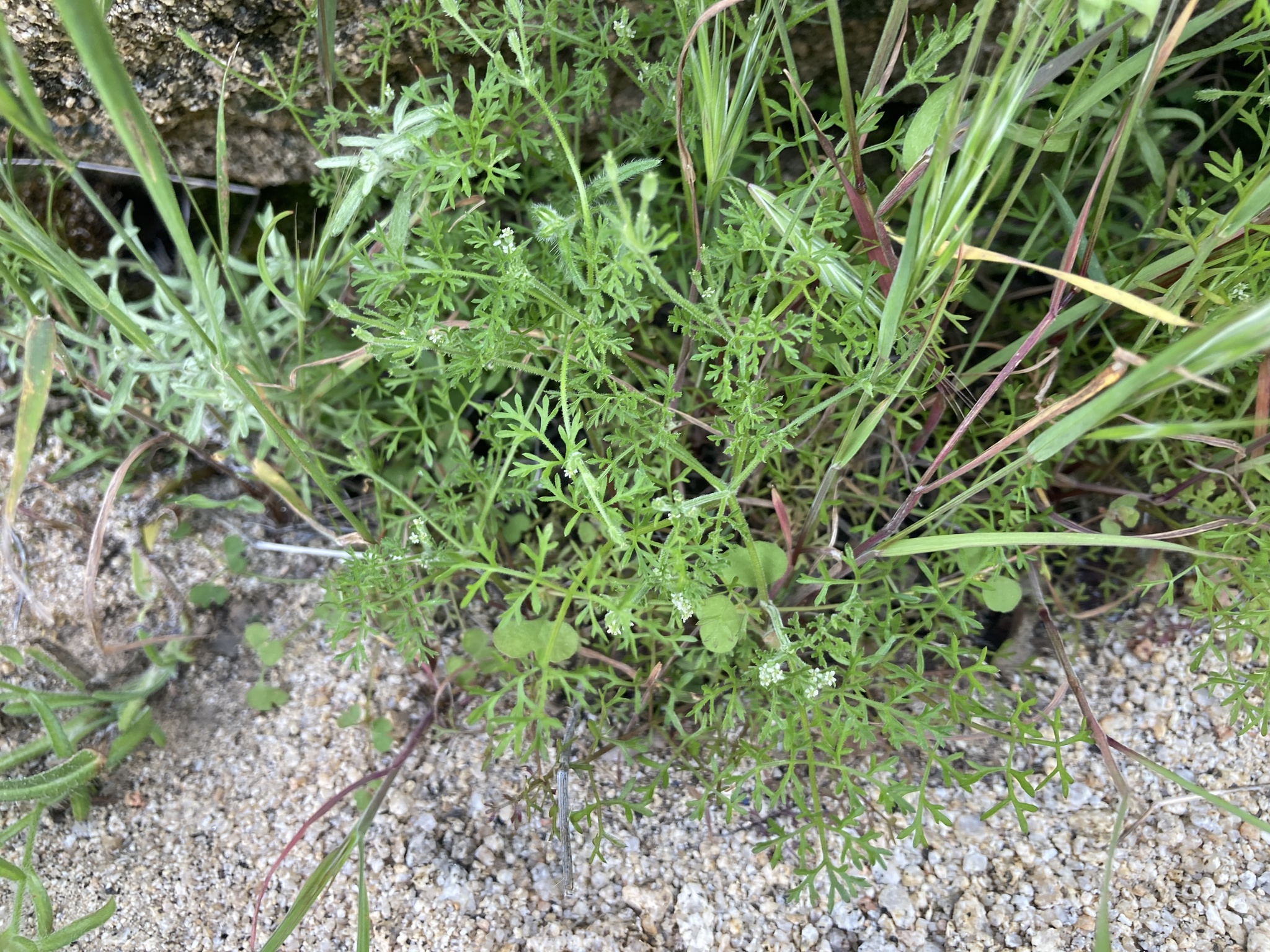 Yabea microcarpa (Hook. & Arn.) Koso-Pol.