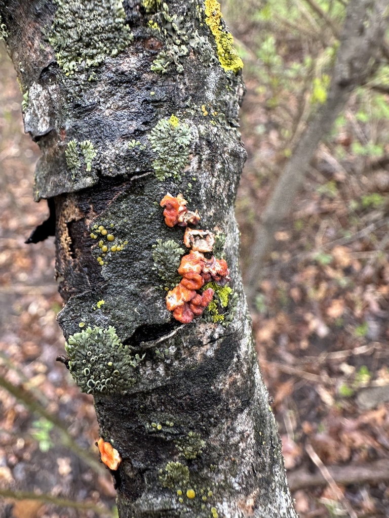 Red Tree Brain Fungus from Kettle Moraine State Forest - Southern Unit ...